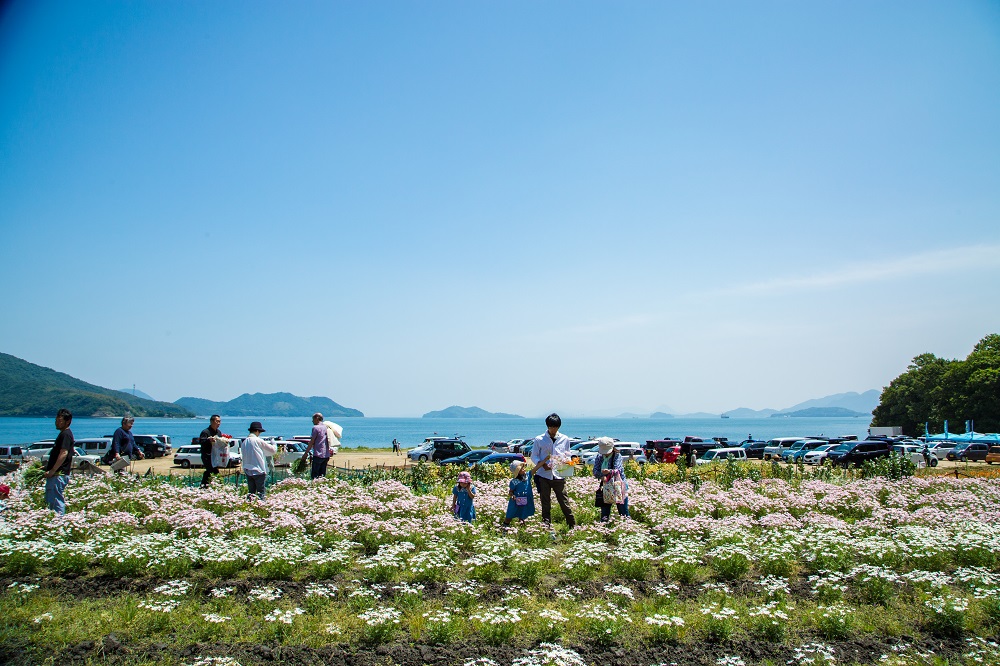 Flower Park Urashima | Mitoyo Tourism and Exchange Authority
