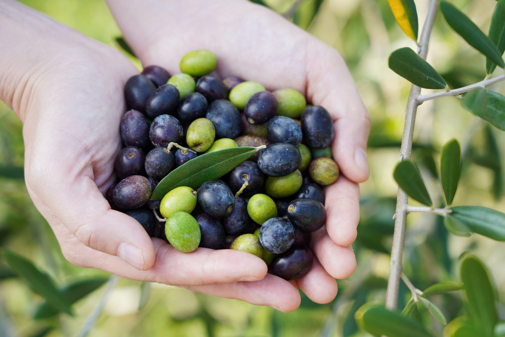 Shonai Peninsula Olive Farm | Mitoyo Tourism and Exchange Authority