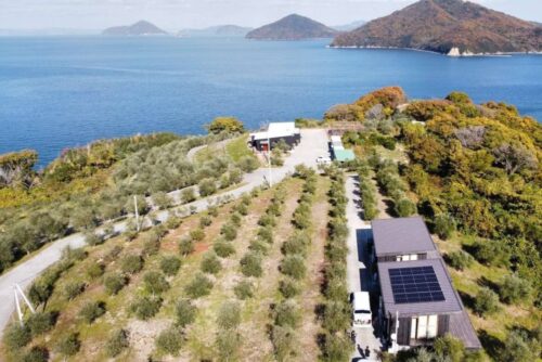 Shonai Peninsula Olive Farm | Mitoyo Tourism and Exchange Authority